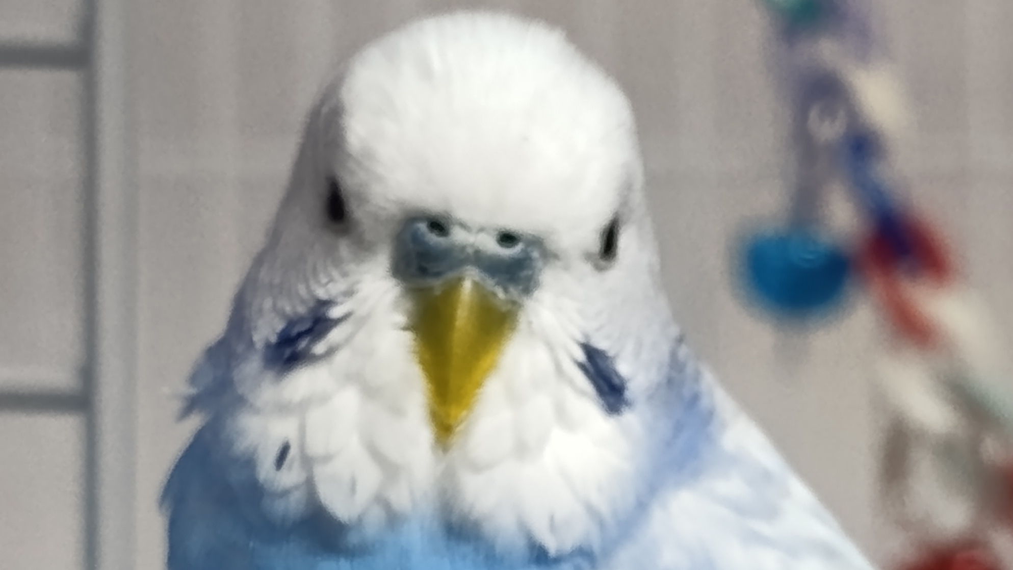 Как быстро научить попугая говорить 🦜 #ангелочеккеша #shorts #попугай