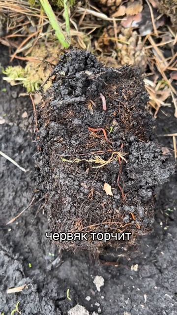 Голубика дубль 2😅