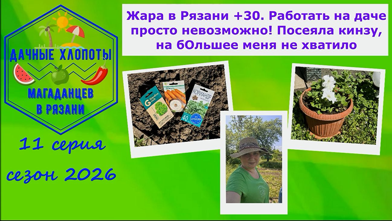 Жара в Рязани +30. Работать на даче просто невозможно! Посеяла кинзу, на бОльшее меня не хватило.