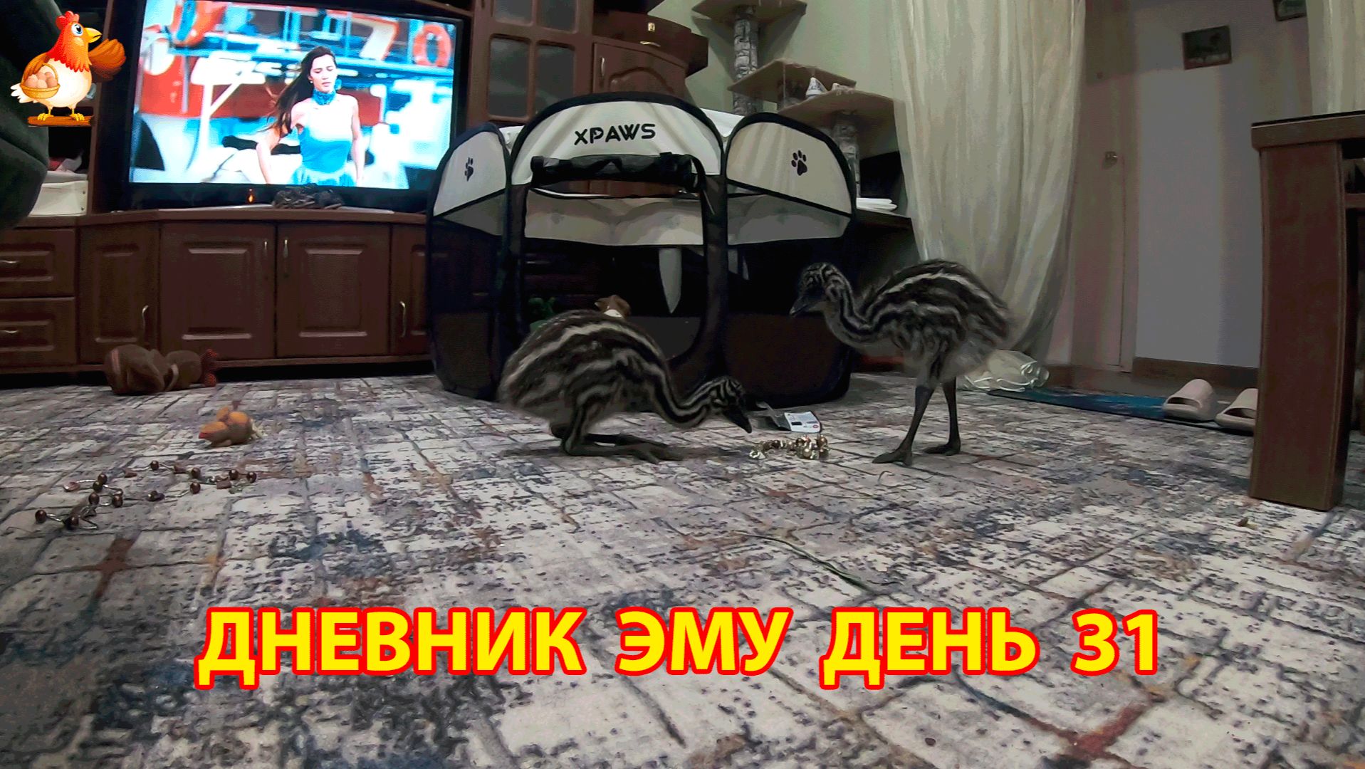 Дневник страусят Эму день 31