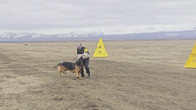 5.  выражено/пож OSTEN STERN NAIL (Tornados-Ostvind Yard-Yantaris – Osten Stern Yukki)