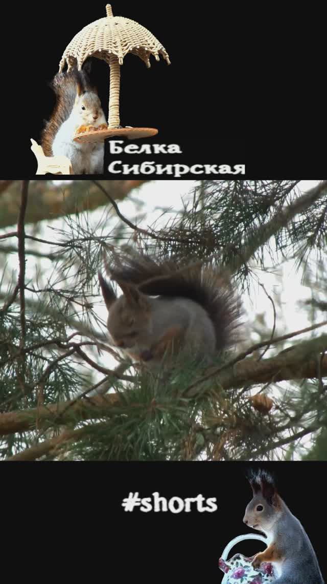 Белка дремлет на дереве
