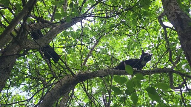 Гоша и Мэл Climbing cats