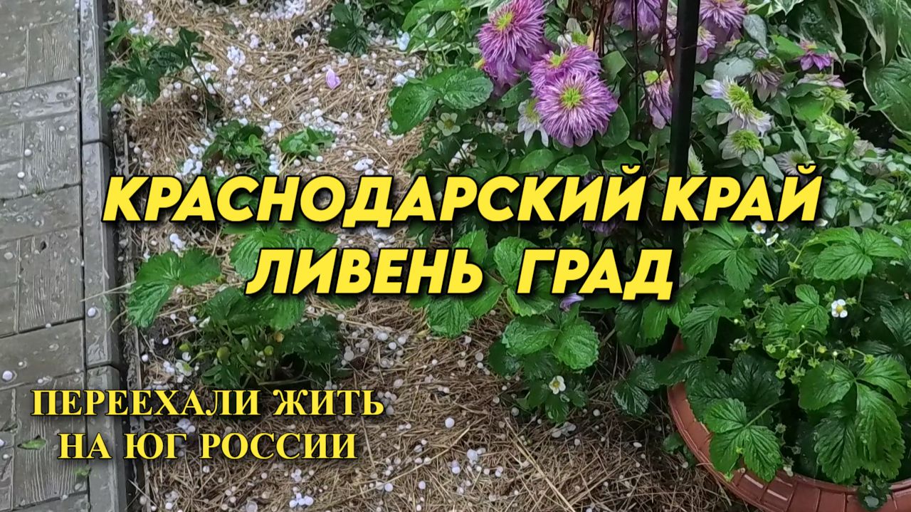 1150 Жизнь семьи после переезда с Урала/У нас снова дожди