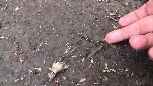Всходы лука из семян