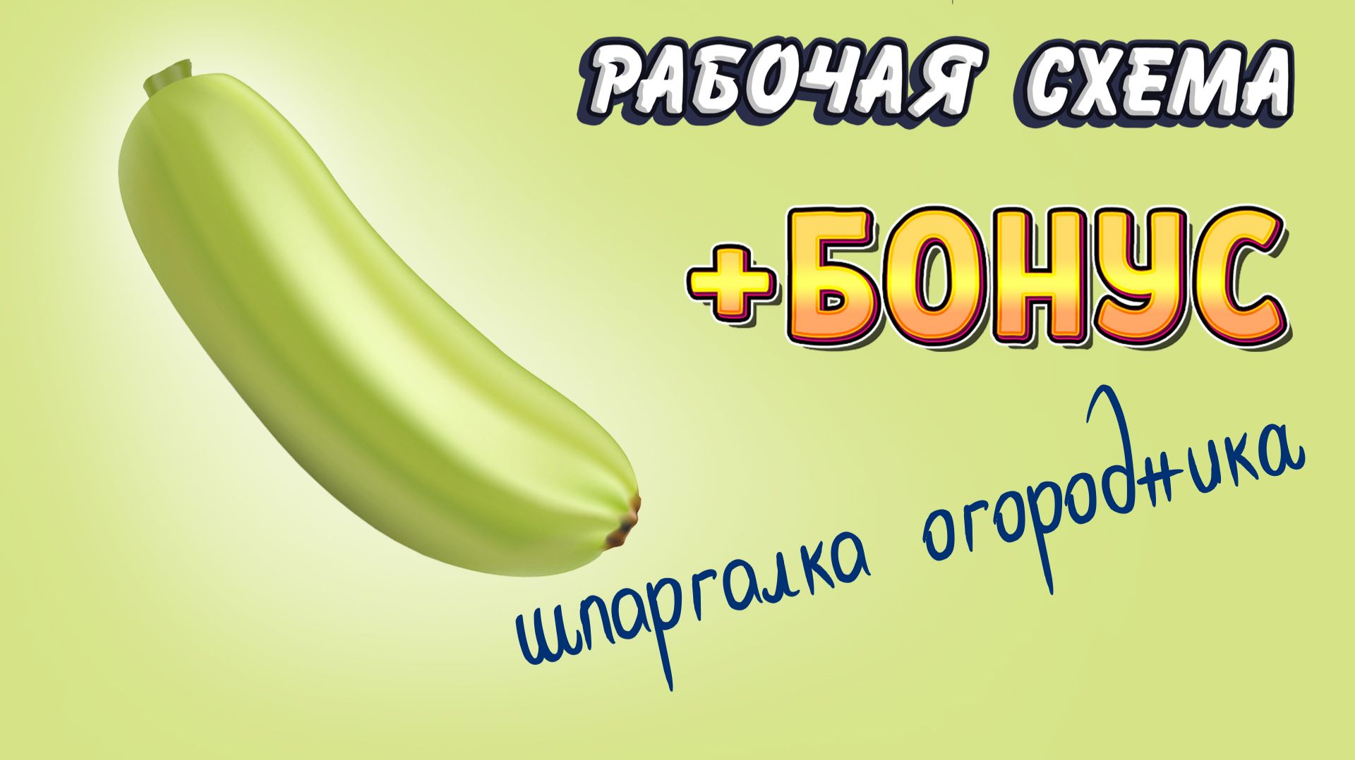 КАБАЧОК (ЦУКИНИ). Полный цикл: от посева до сбора урожая и способа хранения. Все тонкости и секреты