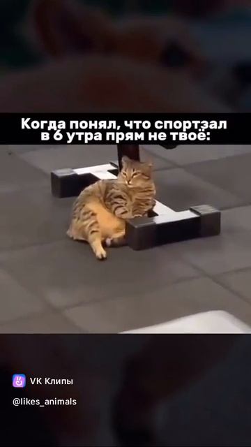 vkclips_20260522091047
