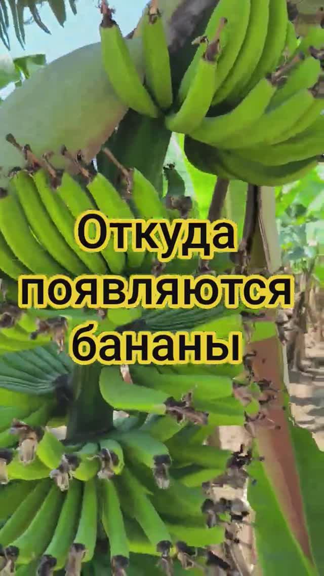 САМЫЙ БОЛЬШОЙ ЦВЕТОК_бананы_Турция_Аланья #турция #аланья #сад #огород