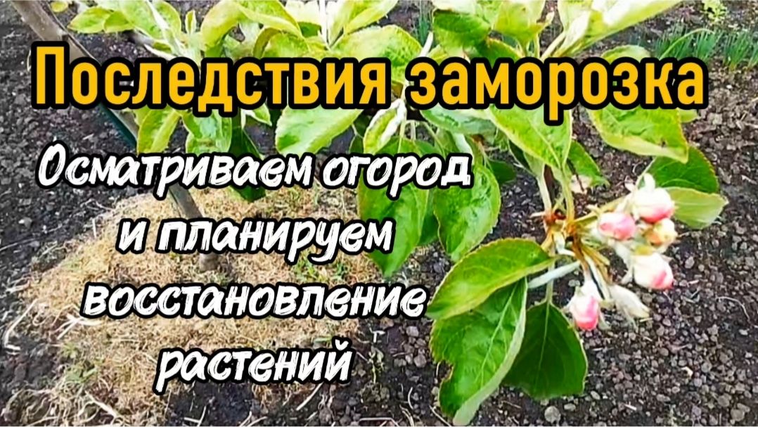 Последствия заморозка. Осматриваем огород и планируем восстановление растений.
