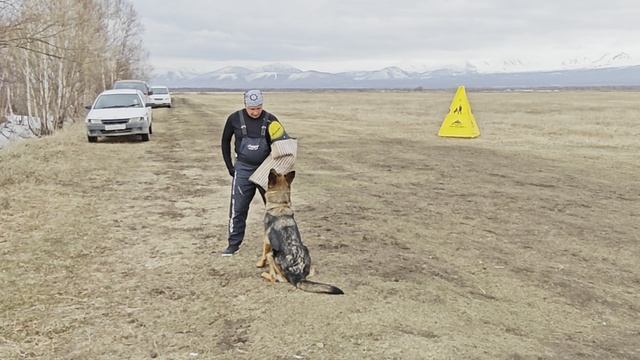 1.  выражено/перв FLORESHAL KLEANTI (Noris di Casa Merola – Star Winner Temnaya Shokoladka)