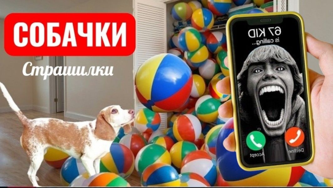 Собака получила самый большой сюрприз в виде пляжного мяча! Собачки страшилки.