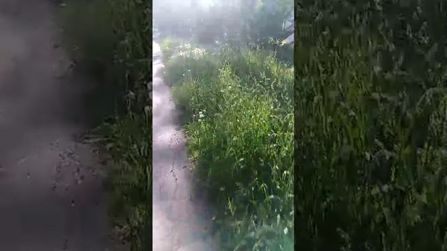вечерний стрим