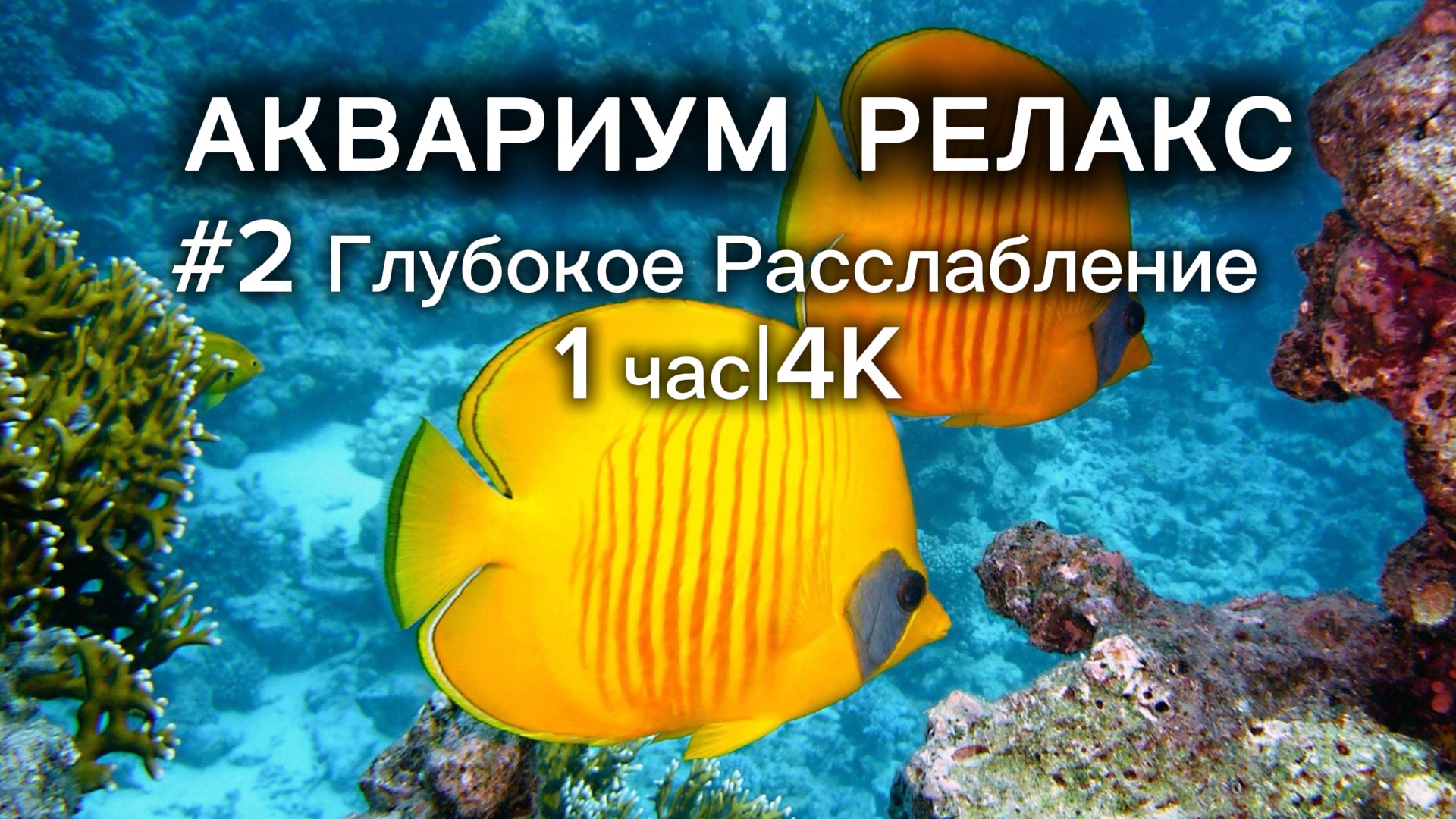 Аквариум Релакс #2 — Глубокое Расслабление🌊 1 ЧАС 4К