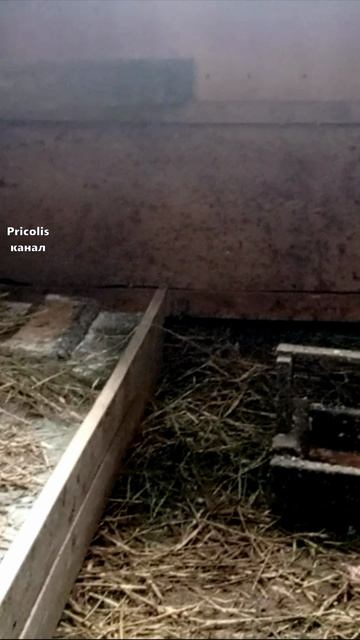 Сделали бортик в сарае для соломы