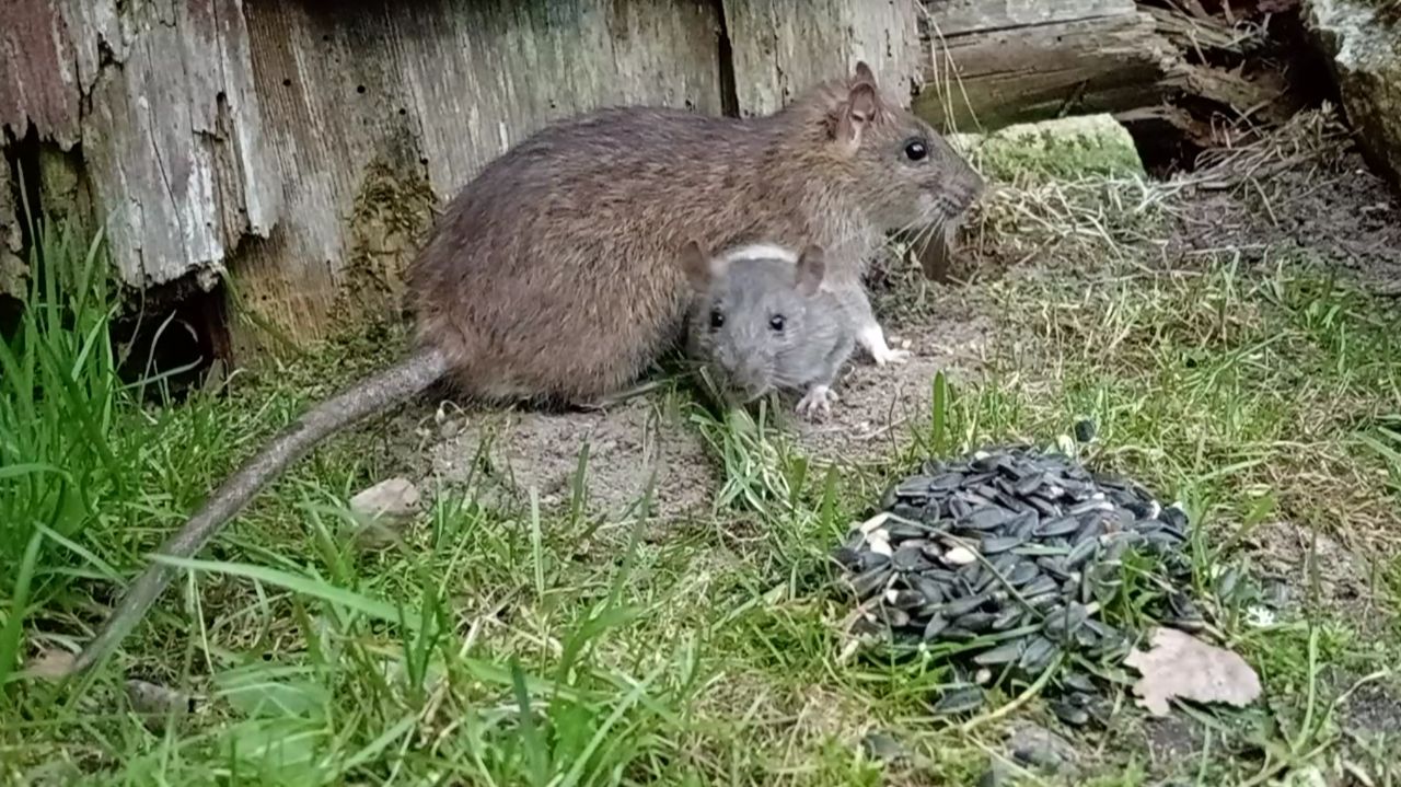 Видео для Кошек с Мышками