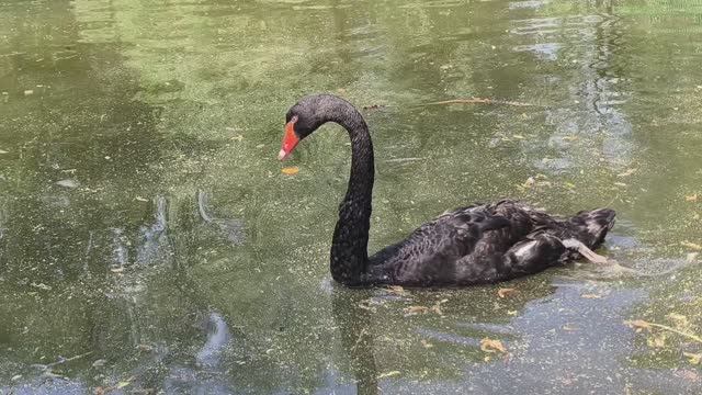 Чёрный лебедь. Тёмная жемчужина на глади воды. Красота, которая ломает шаблоны. Май 2026