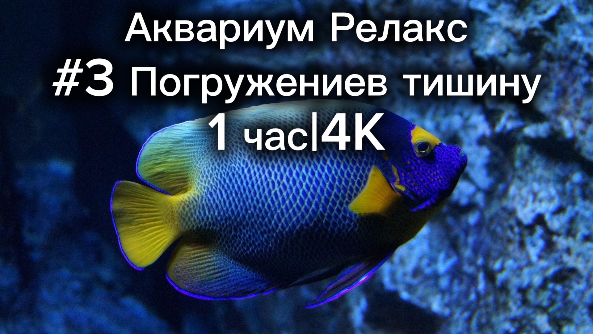 Аквариум Релакс #3 — Погружение в тишину🌿 1 ЧАС 4K