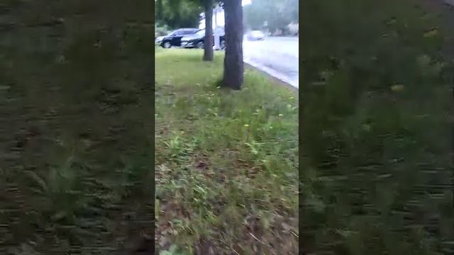 стрим