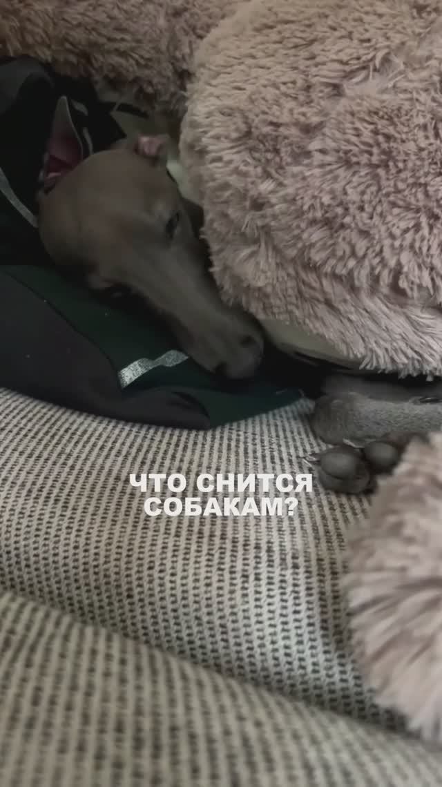 СНЯТСЯ ЛИ СОБАКАМ СНЫ