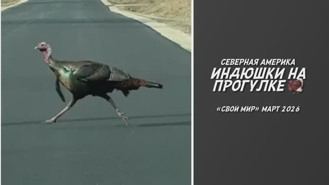 Северная Америка: индюшки на прогулки.😁🦃