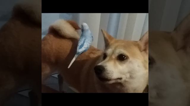 Урок на выдержку сиба ину#Shorts#siba inu#
