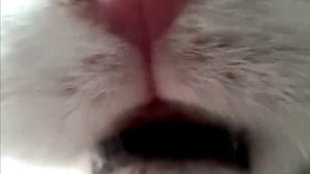 Заставка для видео Играющий кот № 576