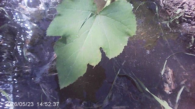 Полив нашей первой лунки с кабачками сорта ЗЕБРА