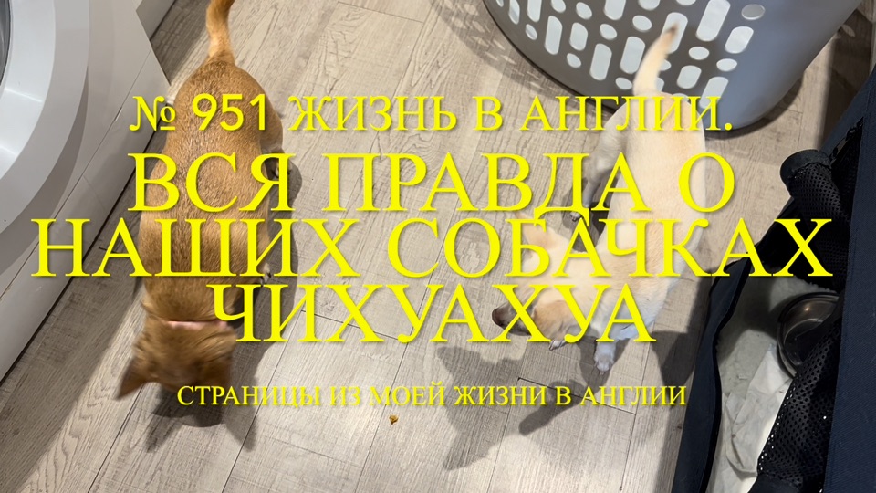 Вся правда о наших собачках породы чихуахуа. № 951 Жизнь в Англии