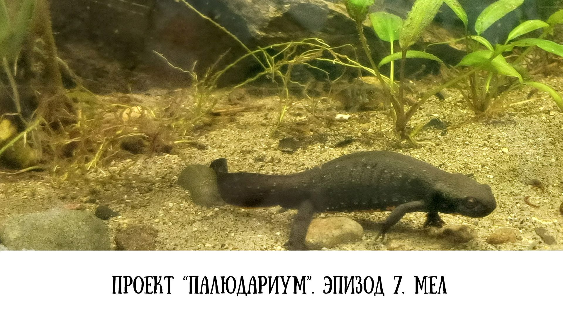 Проект "Палюдариум". Эпизод 7. Мел