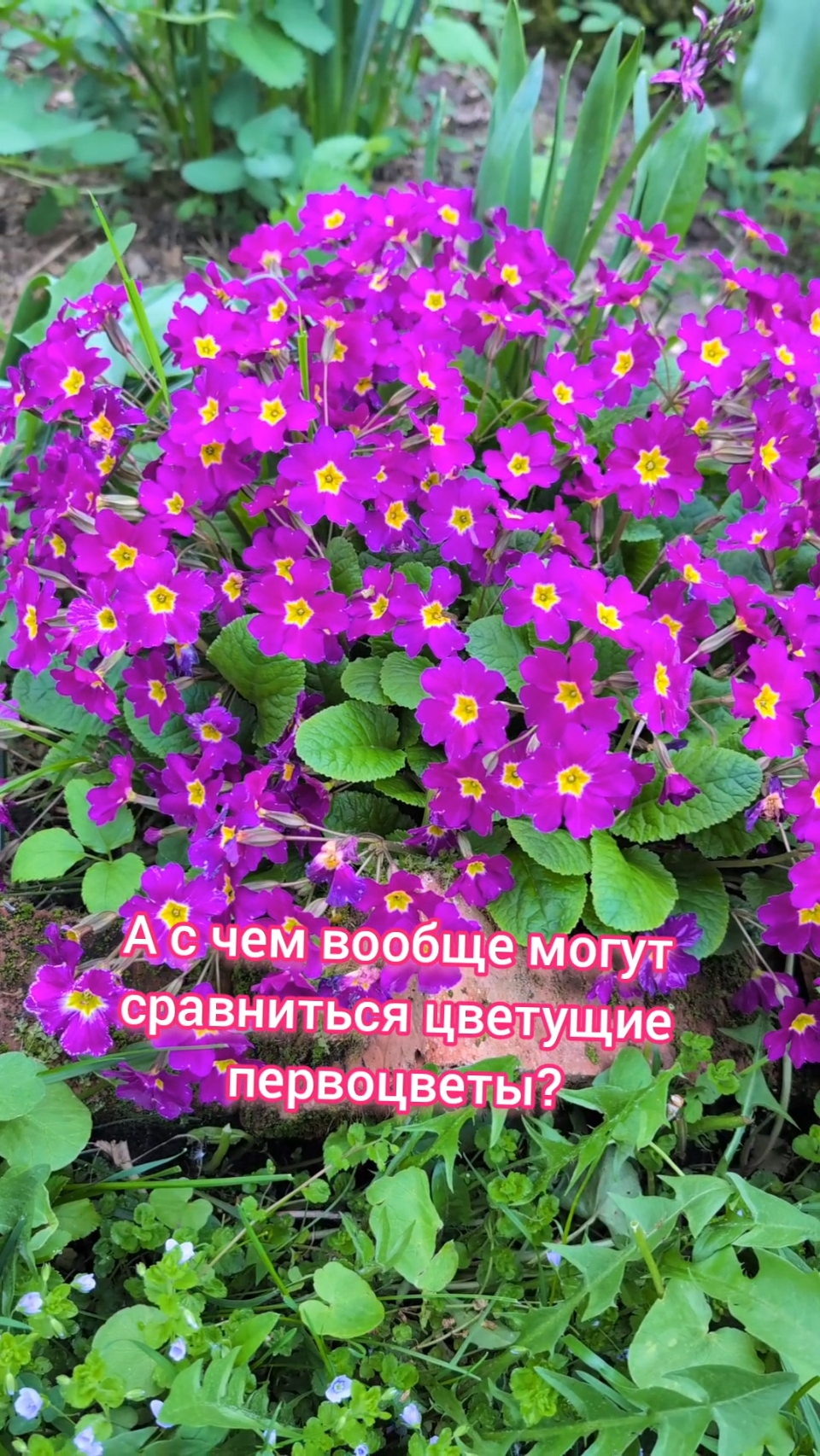 ЗАЧЕМ ВАМ САКУРА? Наши цветы тоже очень красивые, смотрите!! 🌞 #цветы #сад #дача