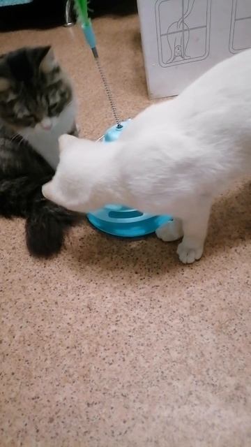 😻  Игрушка для моих котиков