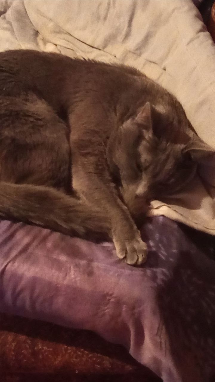 Кот Атос считает, что в выходные надо хорошо выспаться!!! #shorts #котатос #животные #коты #выходные
