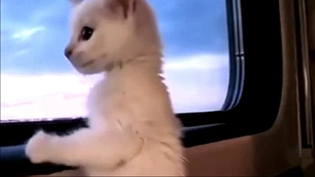 Заставка для видео Маленький котенок № 578