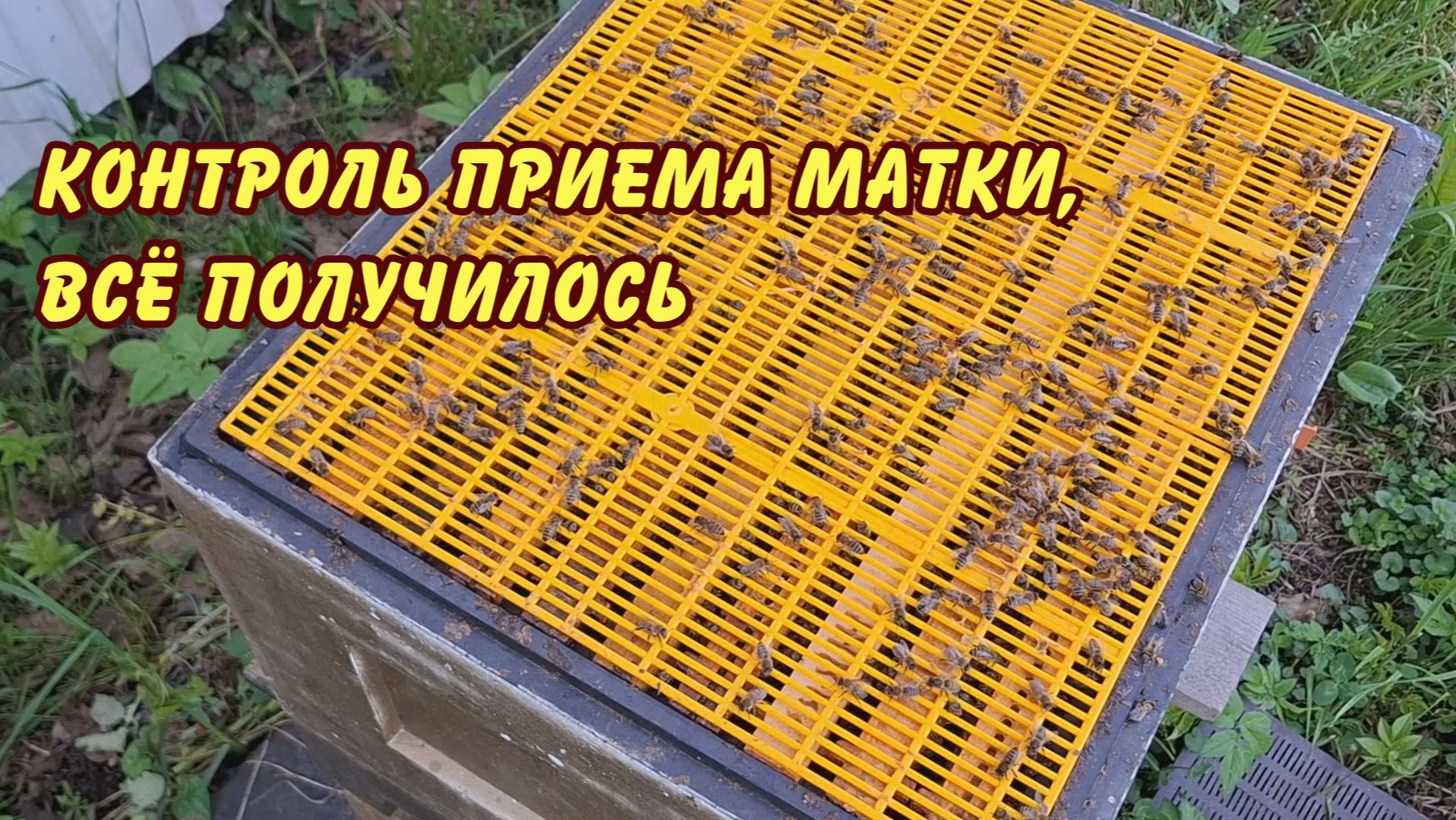 пчеловодтво, контроль приема матки, все получилось