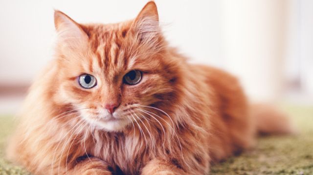 Характер кошек