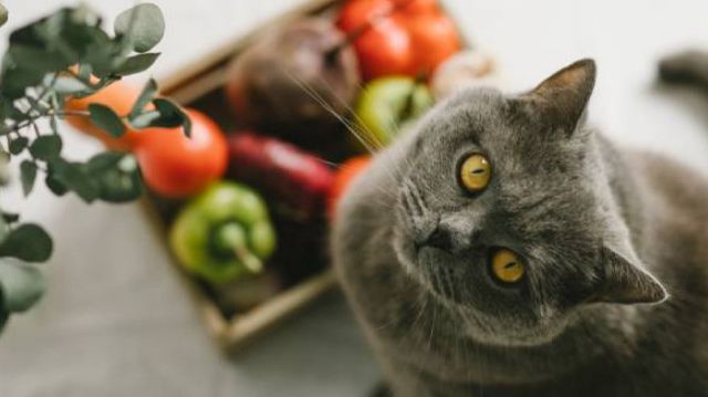 Что нельзя есть кошкам