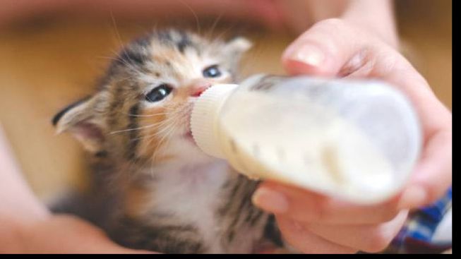 Чем кормить котят