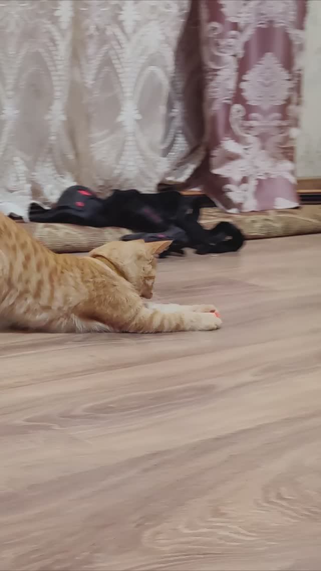Котенок скользит. #котята