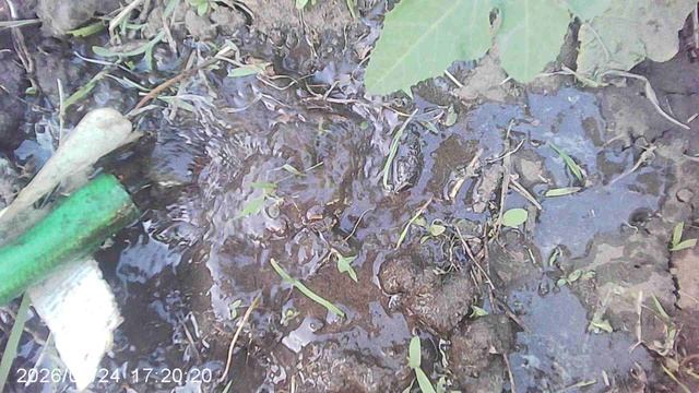 Обзор и полив кабачкового растения январской посадки. Сорт "Чёрный Красавец"