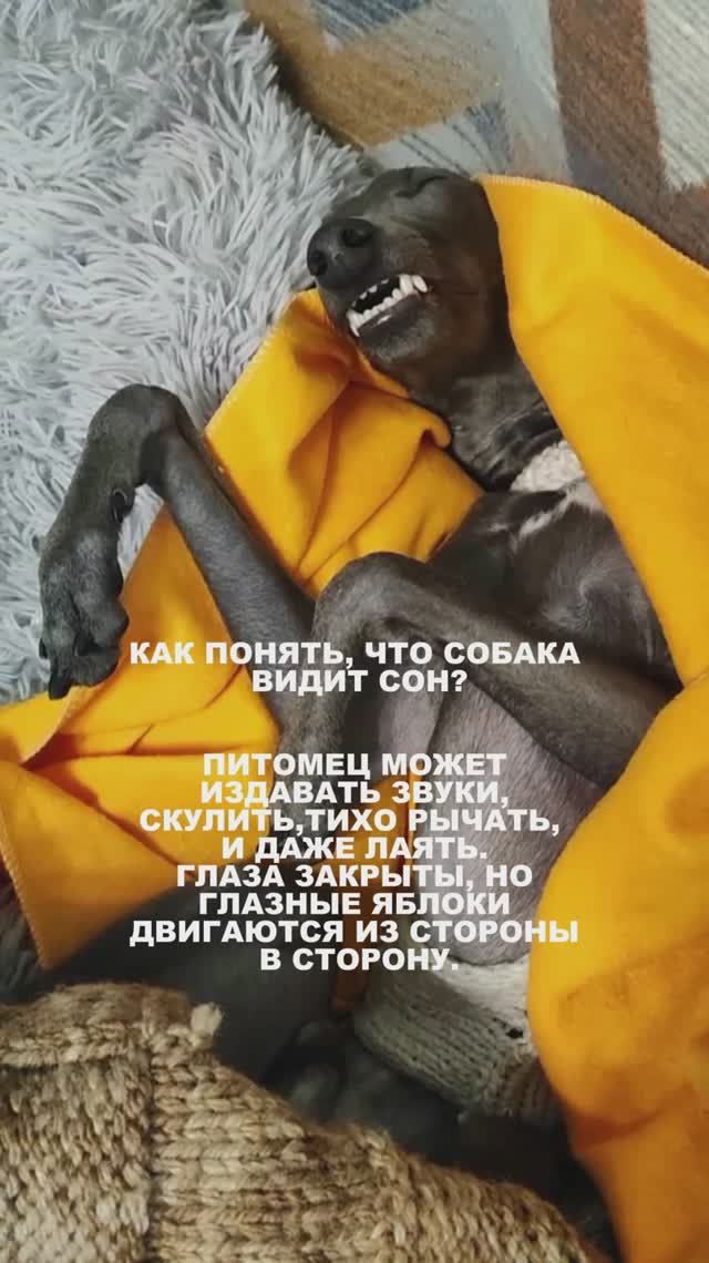 КАК ПОНЯТЬ, ЧТО СОБАКА ВИДИТ СОН