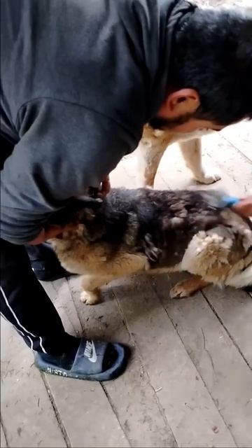 Красавец медвежонок САО Балу 🍀🔎🏠❗Пост в описании 🎥 #сао #собака #друг #любовь #алабай #охрана