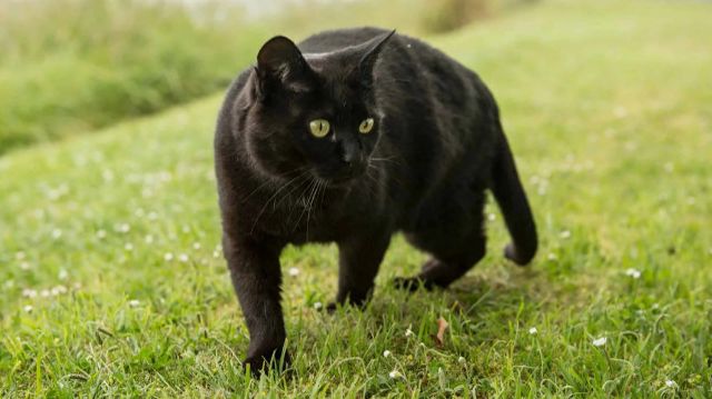 Черная кошка и суеверия