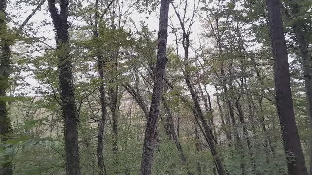 Дольмены в Новороссийске, Васильевка, Новороссийск, дольмены