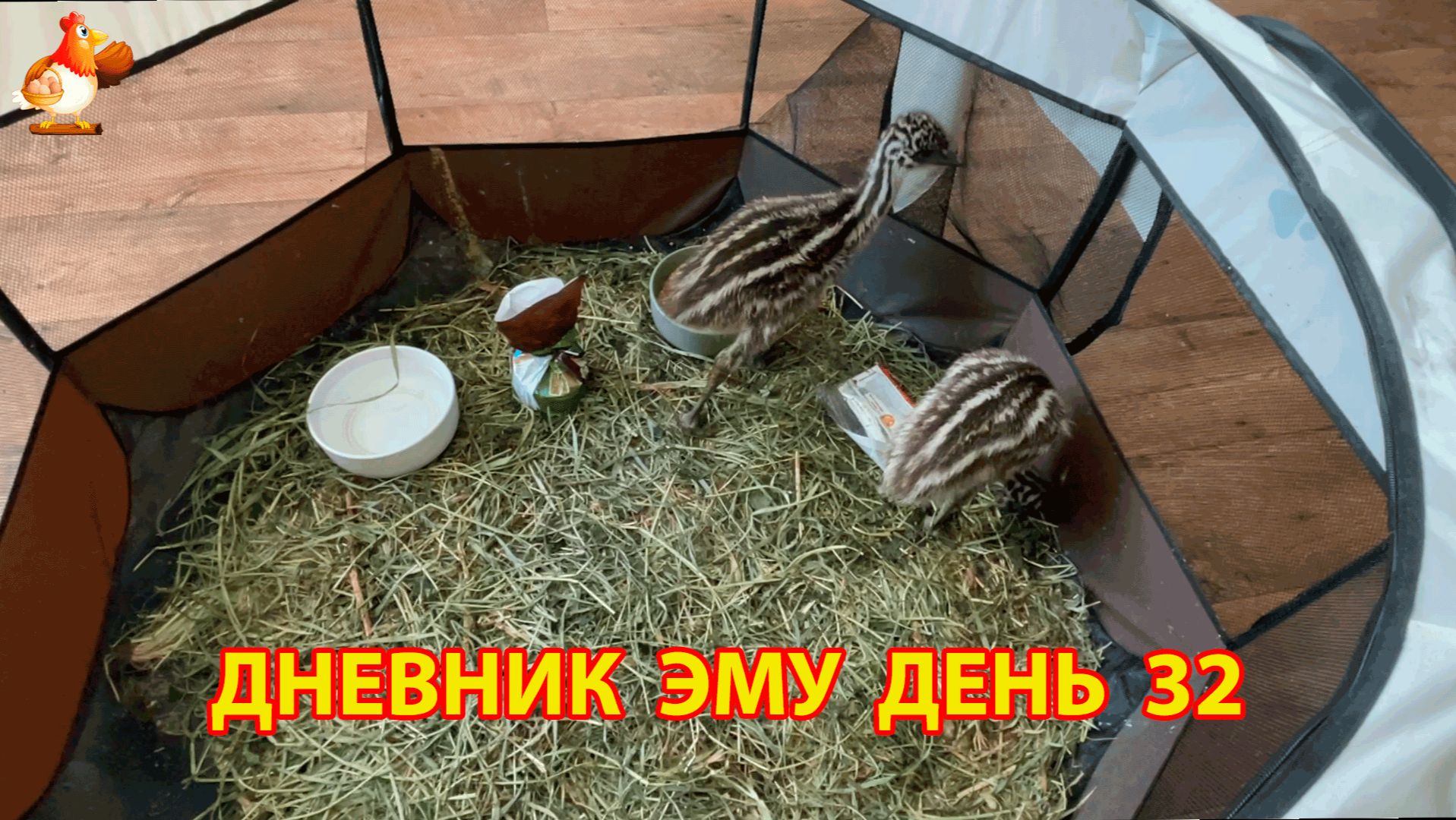 Дневник страусят Эму день 32