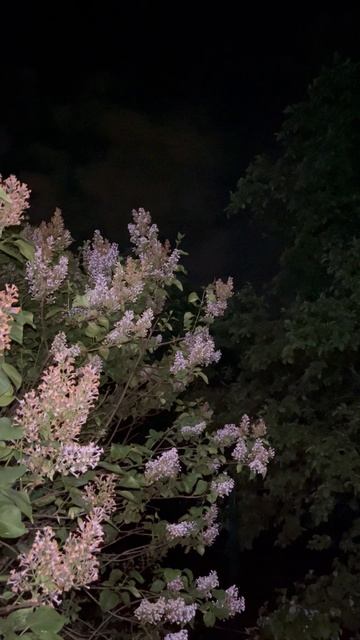 У природы свой голос…