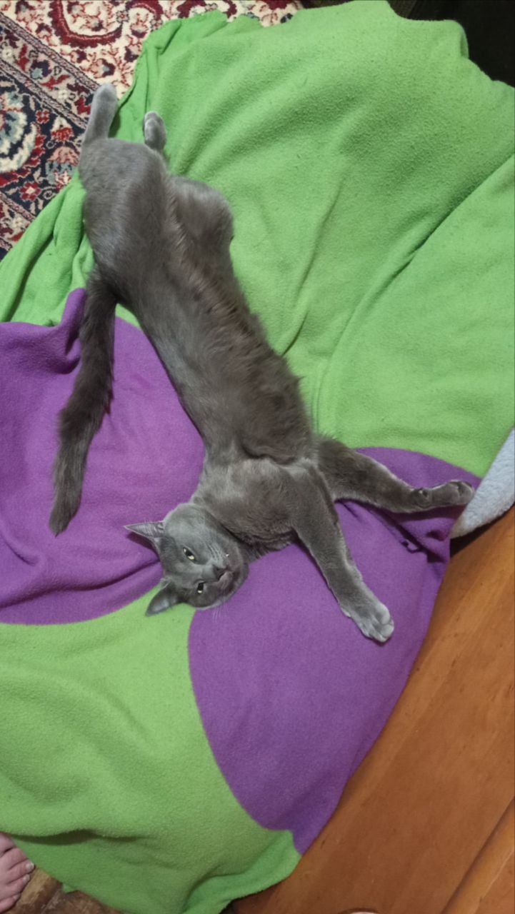 Потягушки кота Атоса #shorts #котатос #животные #коты #атос