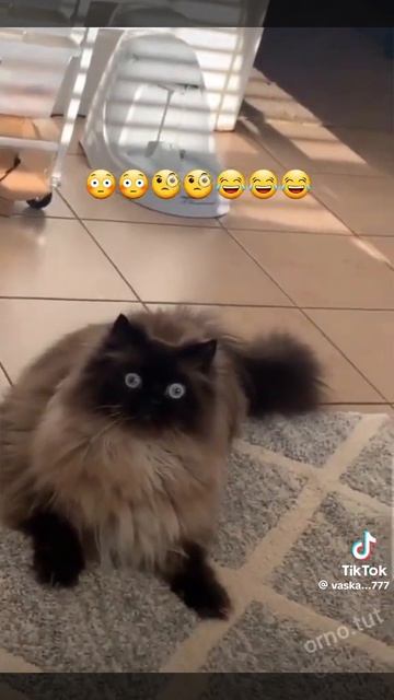 Кот Рор