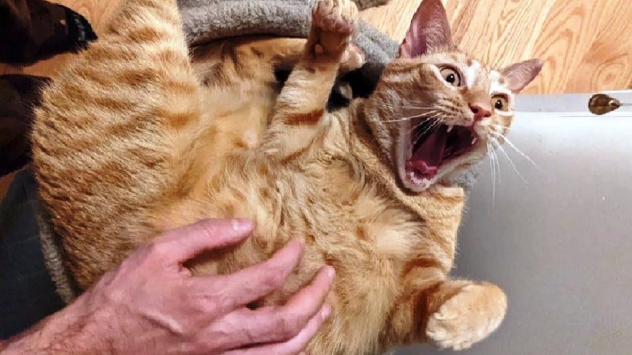 СМЕШНЫЕ КОТЫ | ЛУЧШИЕ ПРИКОЛЫ С КОТАМИ, СОБАКАМИ, КОШКИ, СОБАКИ, ЖИВОТНЫЕ, СМЕШНОЕ ВИДЕО