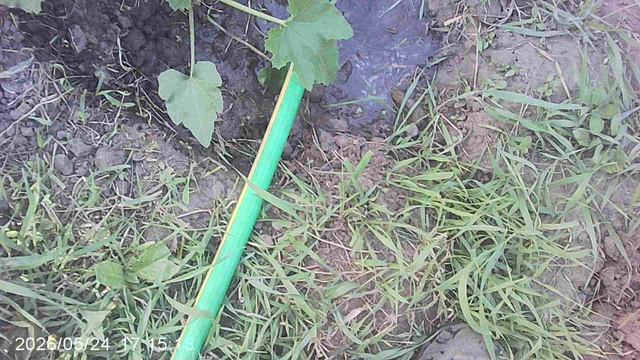 Прополка и полив нашего второго кабачка сорта "Чёрный Красавец"