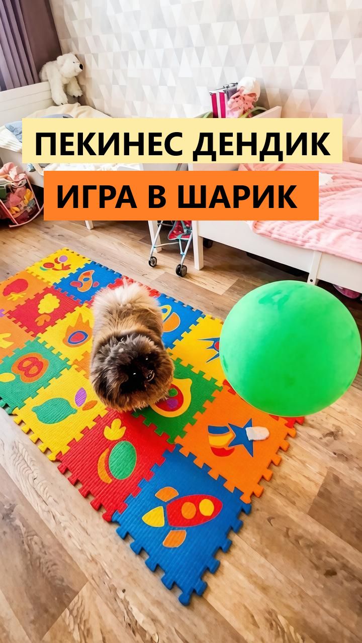 Пекинес Дендик игра в шарик